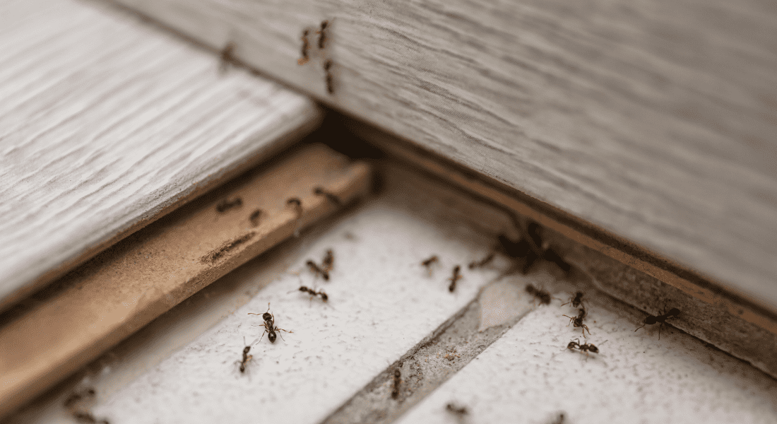 5 Most Common Pests That Pose A Threat To Your Home | Ortex Systems
